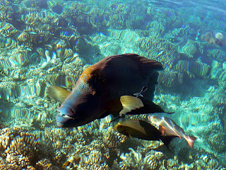 Most Amazing Facts About Wakatobi Resort and National Park