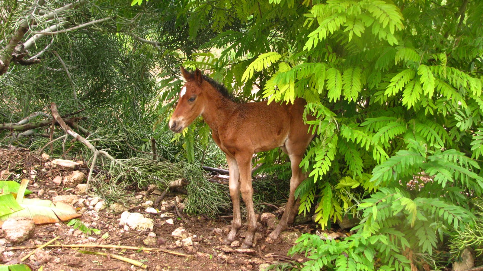Transcendent Moments: Creatures in Haiti