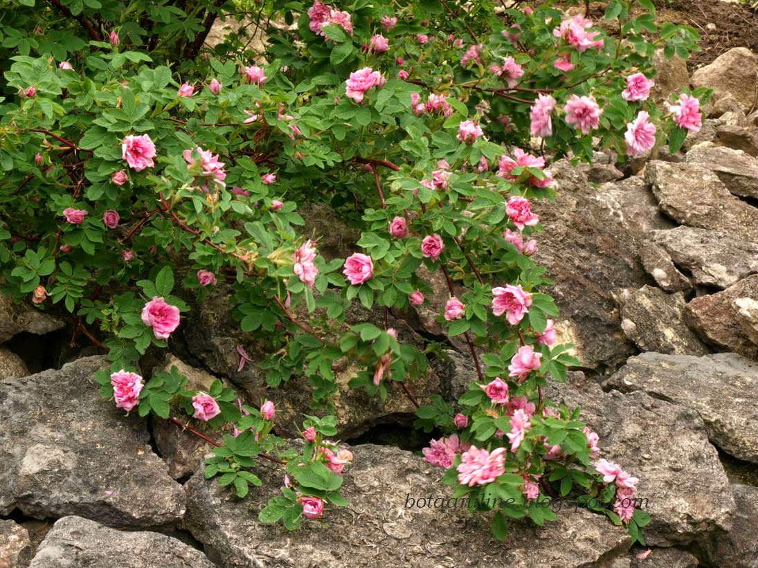 rohenäpp: Pargiroos