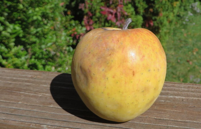 Will's 1920 - Adam's Apples