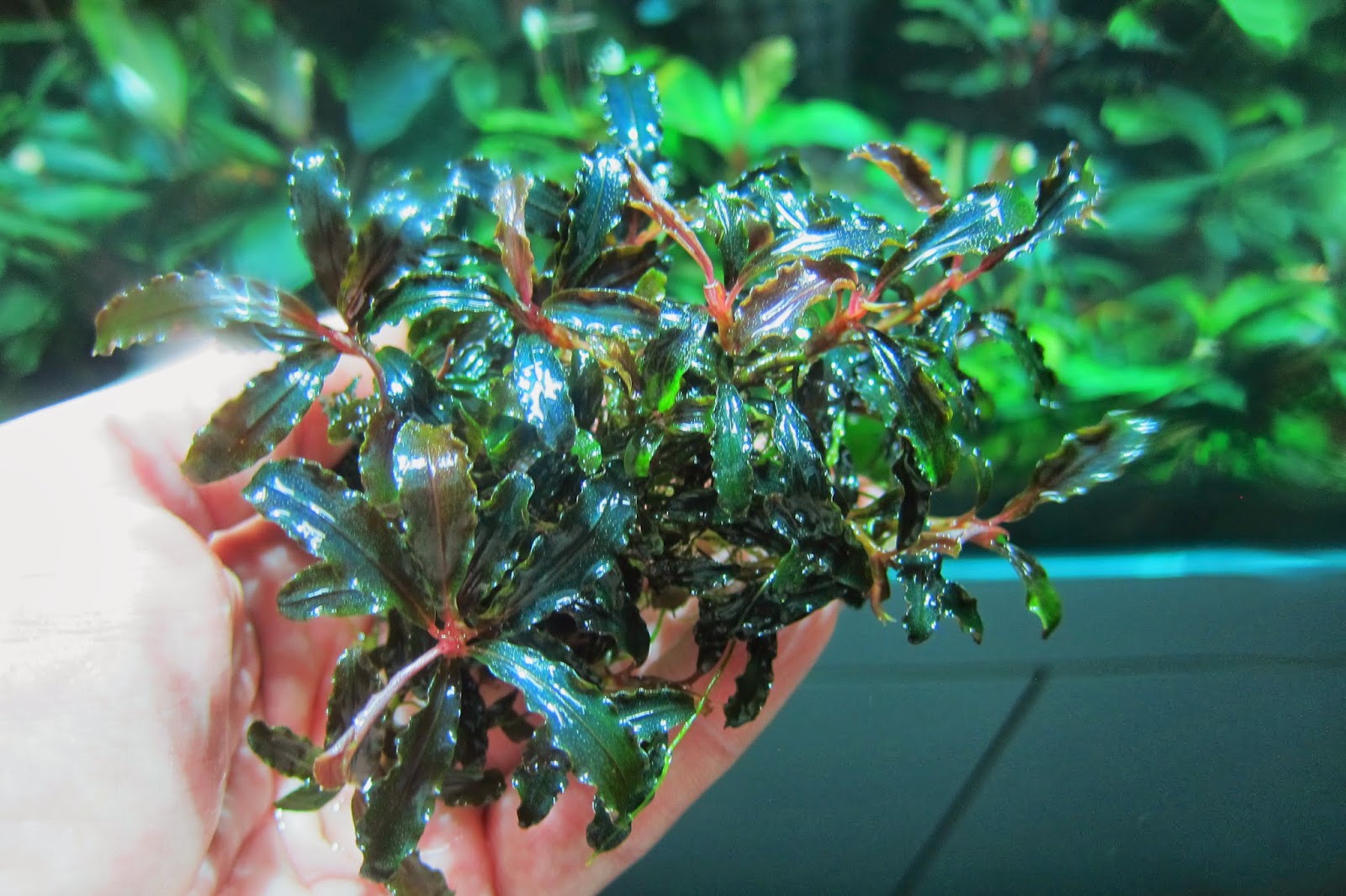 Bucephalandra : Bucephalandra sp. Kedagang, West Kalimantan
