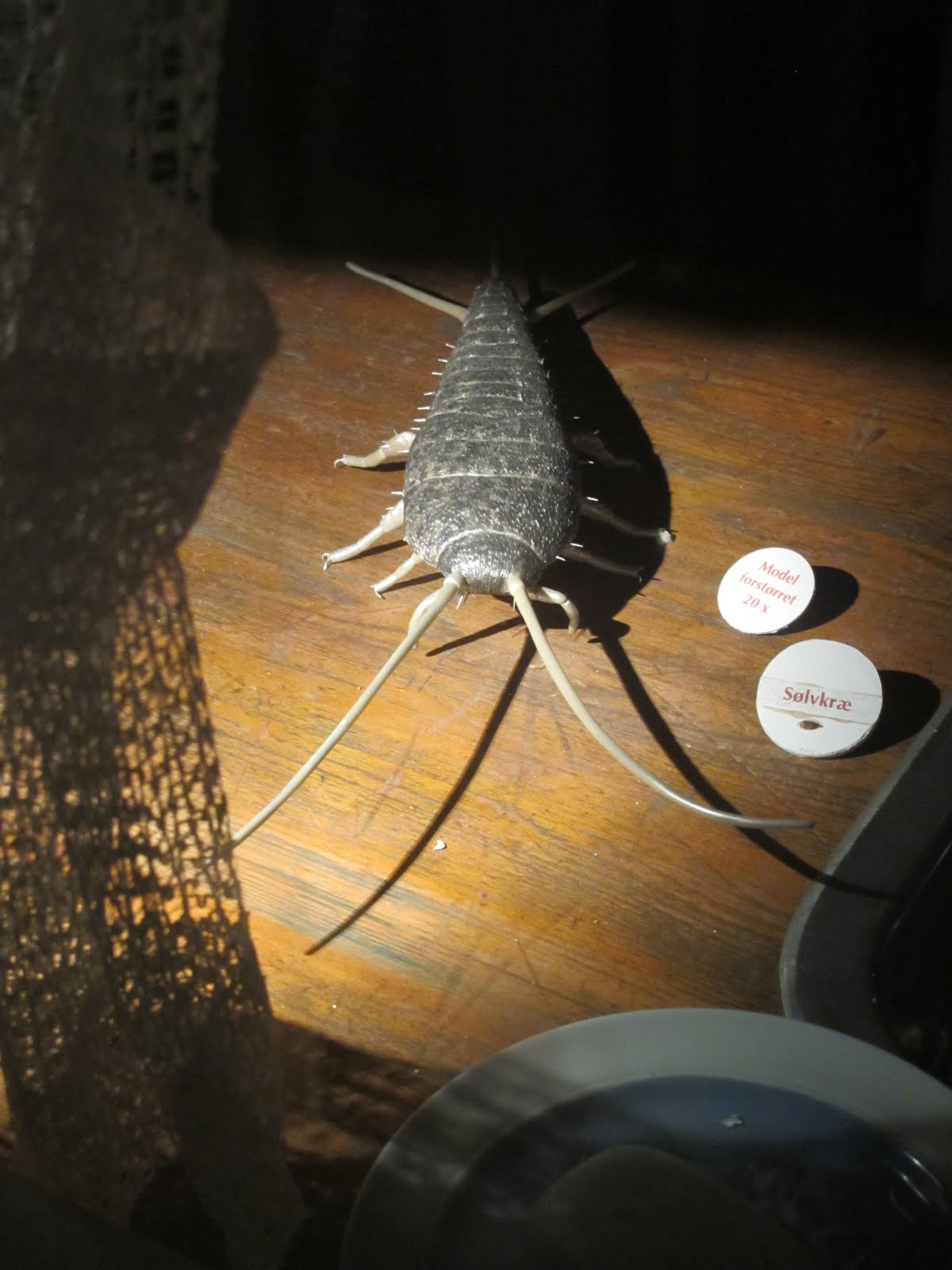 A Scandinavian Sojourn: Charlotte's Web & Other Insects of Denmark...