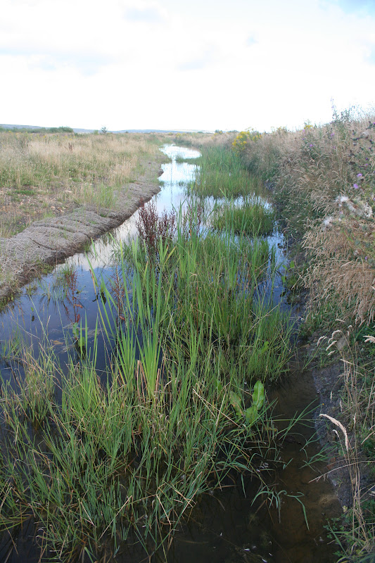Valley Naturalist: Water meadow magic