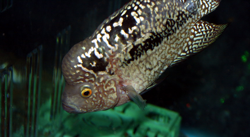 Flowerhorn The Hybrid Cichlids: Good King Kamfa?