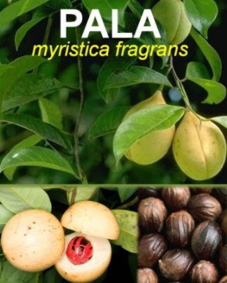 Anim Agro Technology: BUAH PALA DAN PRODUKNYA