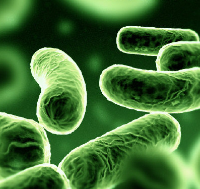 La Célula: Procariontes