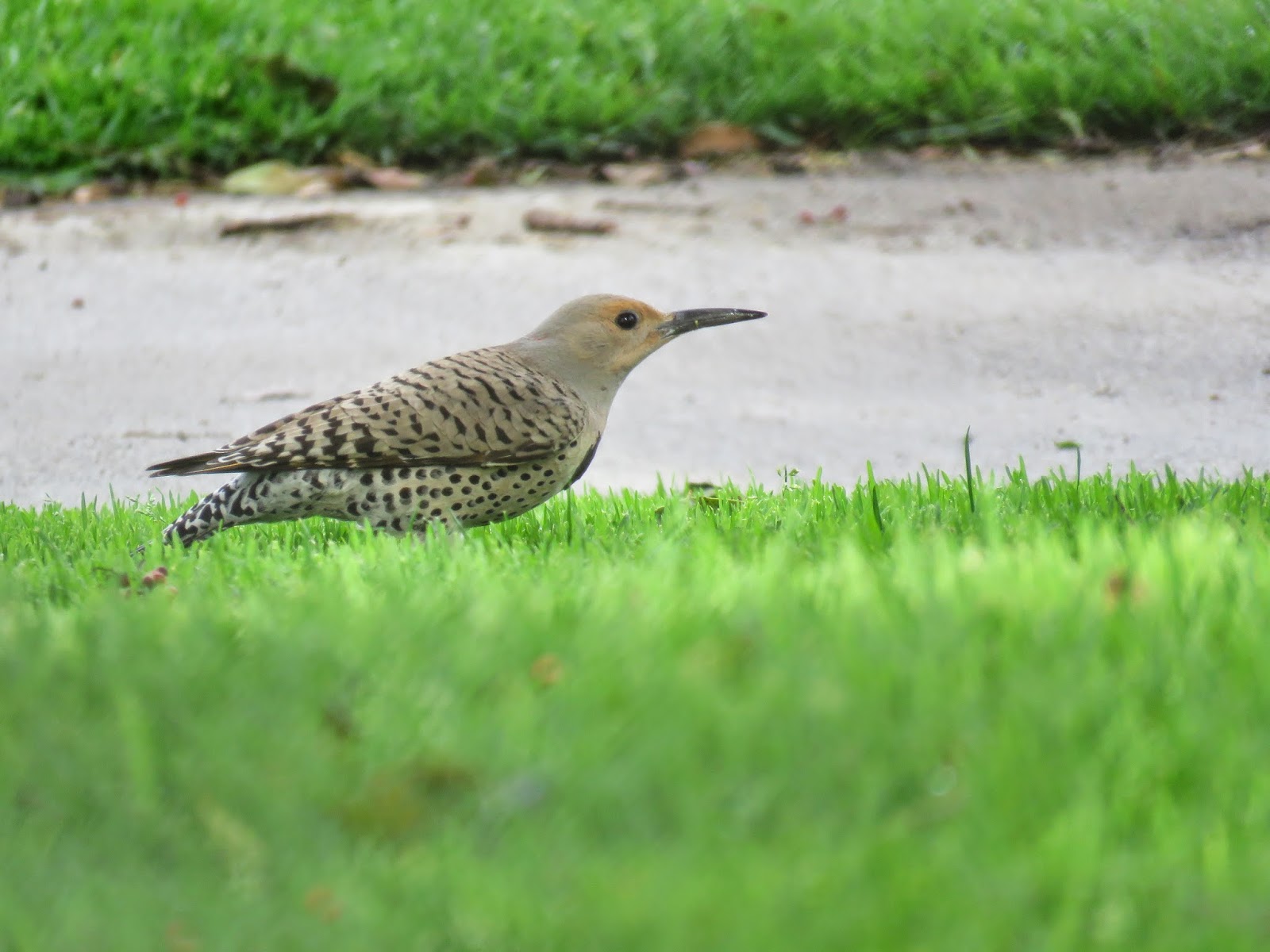 OC Birder Girl: Northern Flicker-- Colaptes auratus (subspecies--Red ...