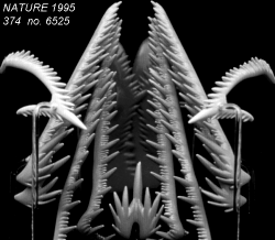 Life Before the Dinosaurs: Conodonta.