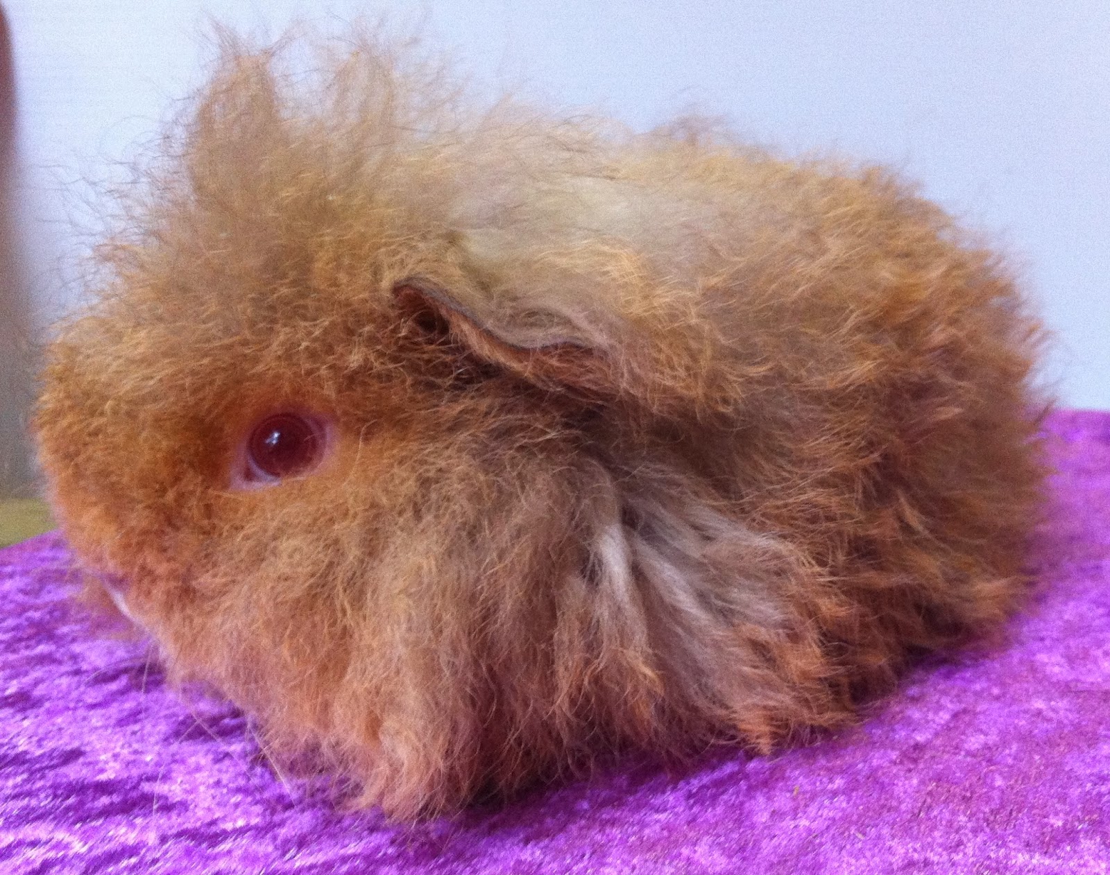 My Cavy Kingdom: All the Colours of the Rainbow