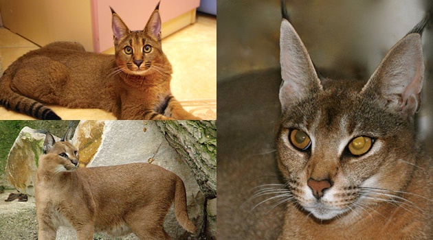 Kucing Tak Mengeong Bertelinga Unik ini Dijual Rp 313 Juta Per Ekor