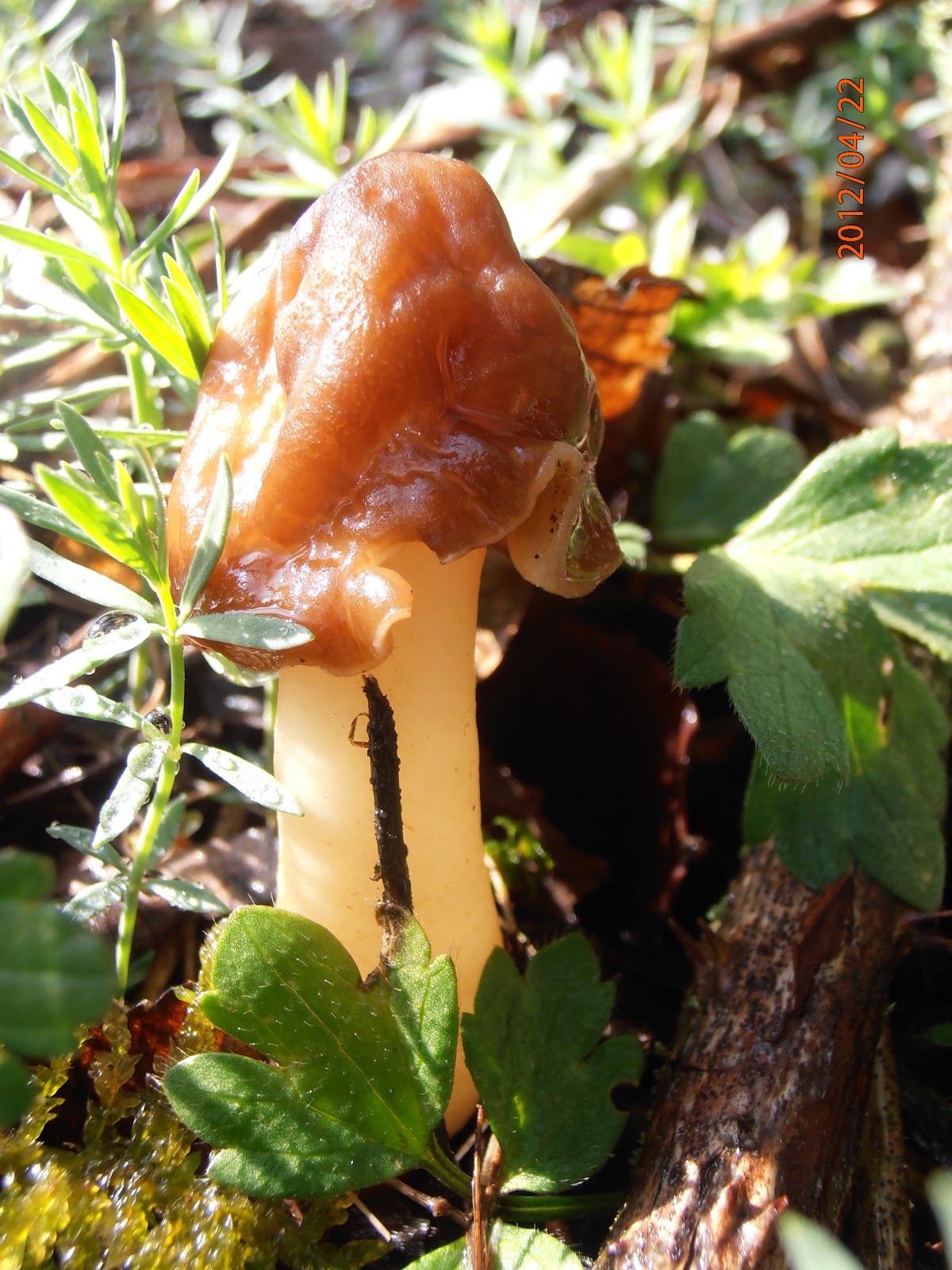 Terra Morchellarum: La morille conique, ça se mérite