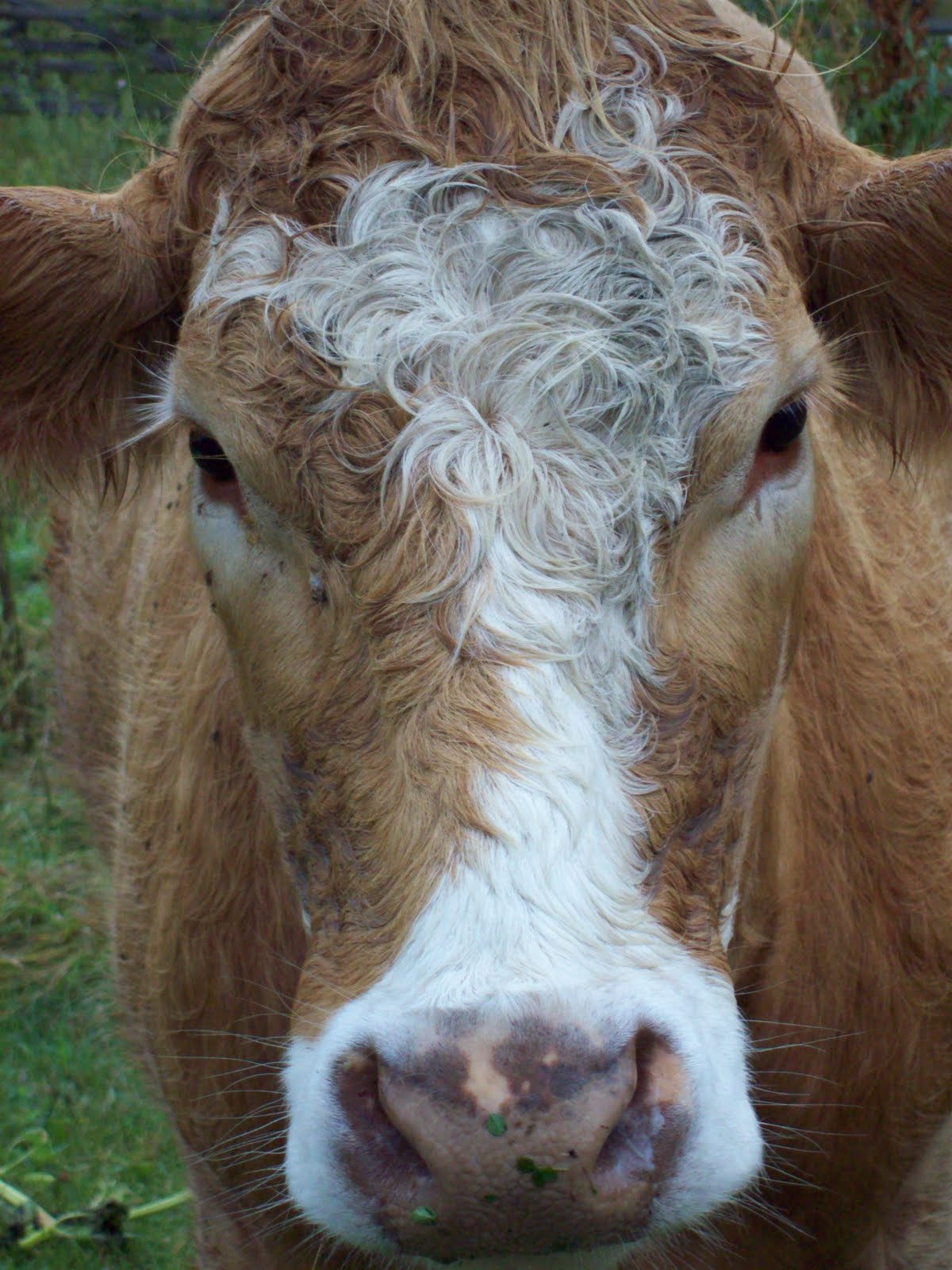 Photo of the day - Art and Imagesbykim: Brown cow face close-up