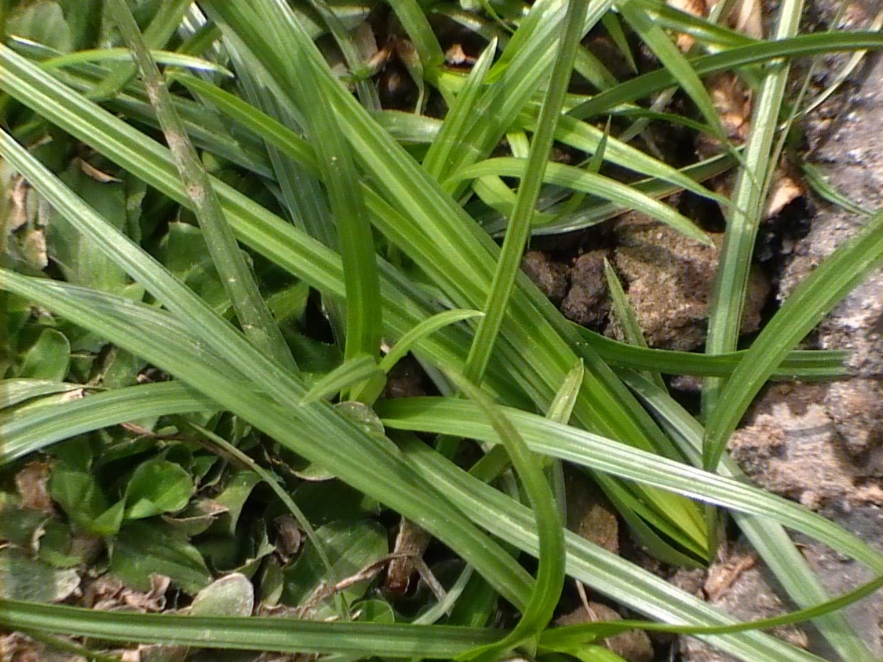 Belajar Tentang Alam tumbuhan: STUDI DAUN ( Bangun Daun Circumscriptio