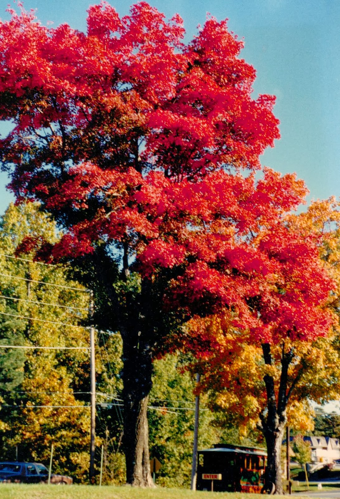 Free Photography: Fall Leaves on Trees Photo