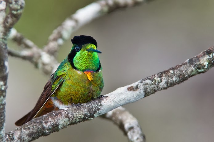 Ludugero desde que me entendo por Ludugero: AZINHAVRES, por João Maria ...