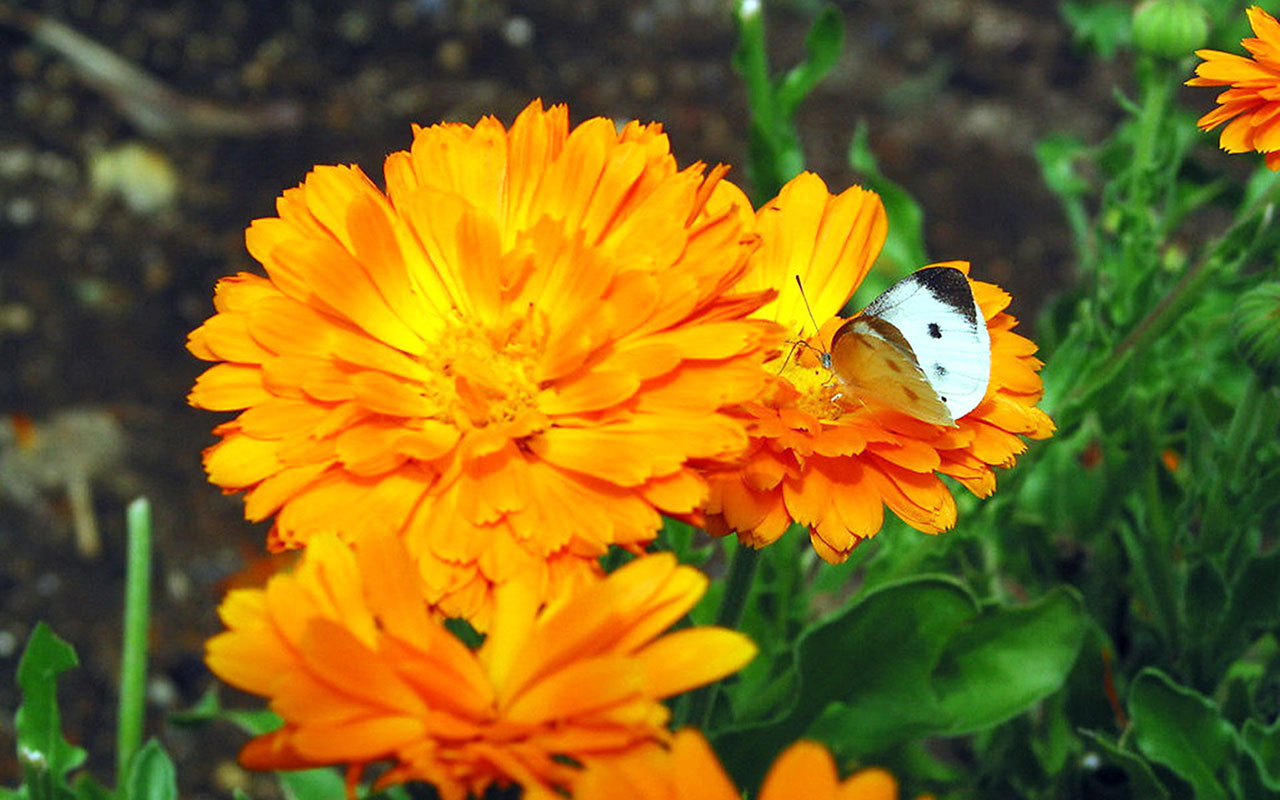 FLORES: FLORES CALENDULA