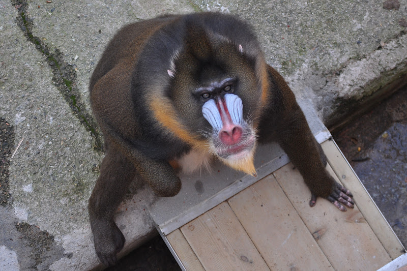 ZOOTOGRAFIANDO (6.100 ANIMALS): MANDRIL / MANDRILL (Mandrillus sphinx)