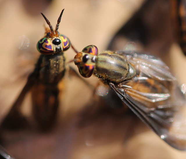 Cottage Country Reflections: Deerflies: here is what I know