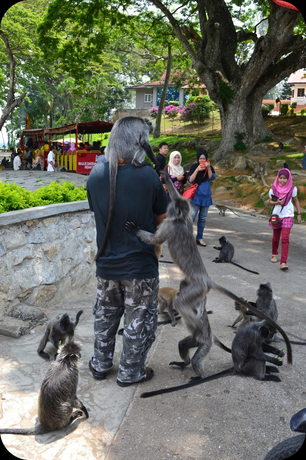 MY ALL: lotong lotong Kuala Selangor