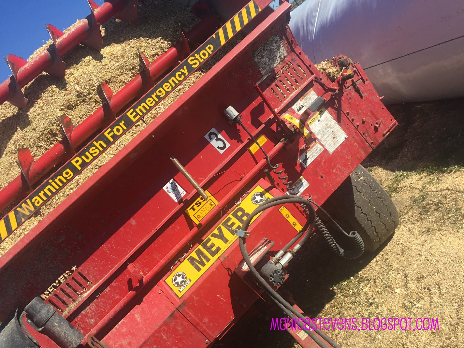 the life of a cow chick: corn silage