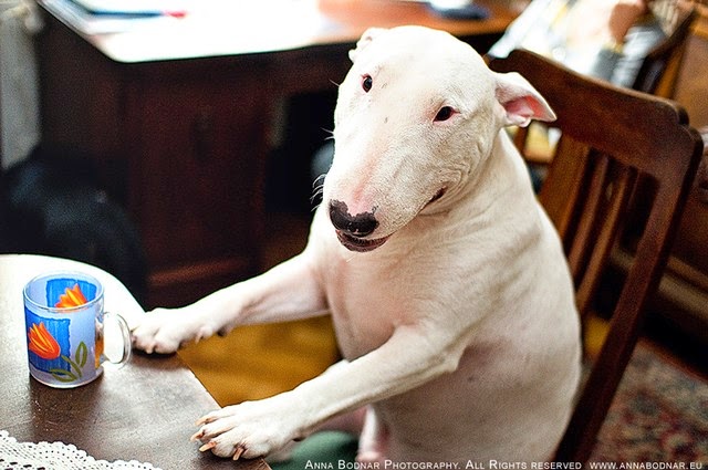 Mitoslavia: ,,Kraina Chichów''