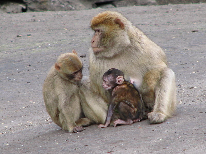 Barbary Macaque