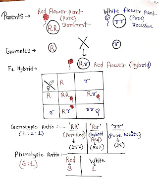 Prep The Notes: Law of Segregation Or Law of Purity of gametes with ...