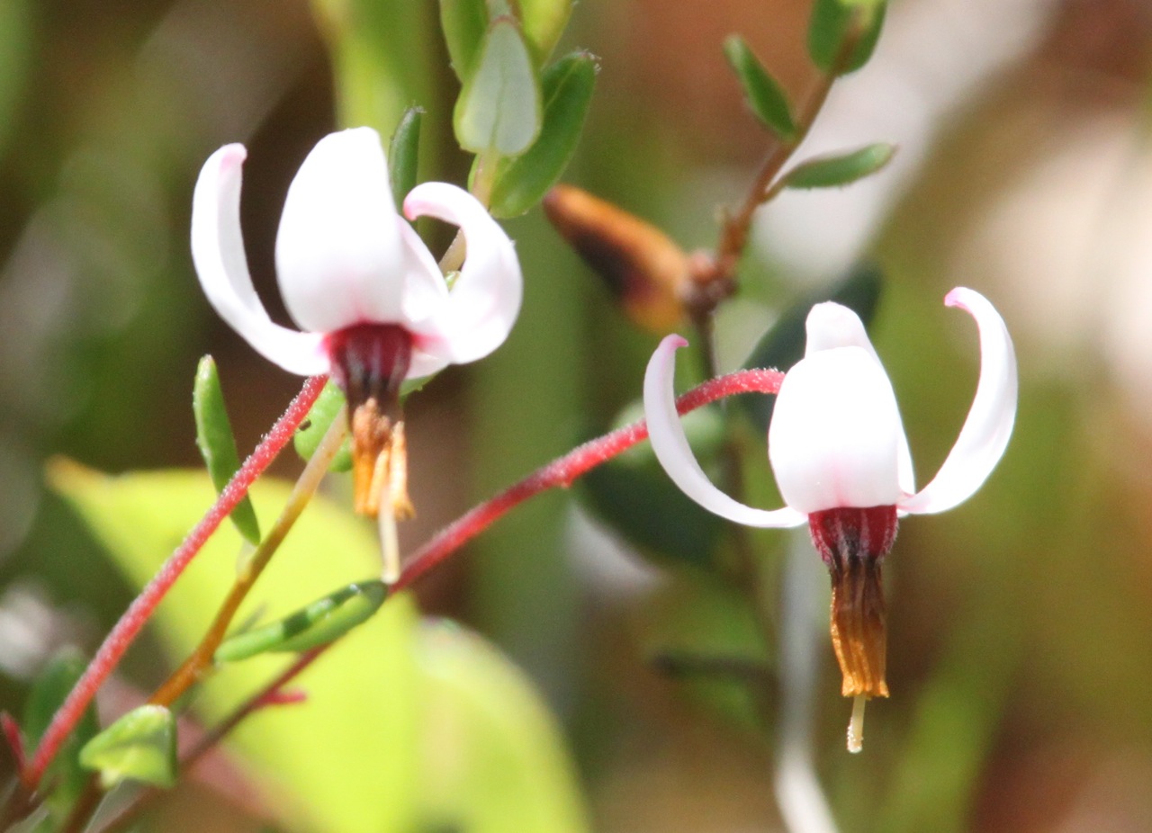 Kalamazoo Seasons: Wild cranberry
