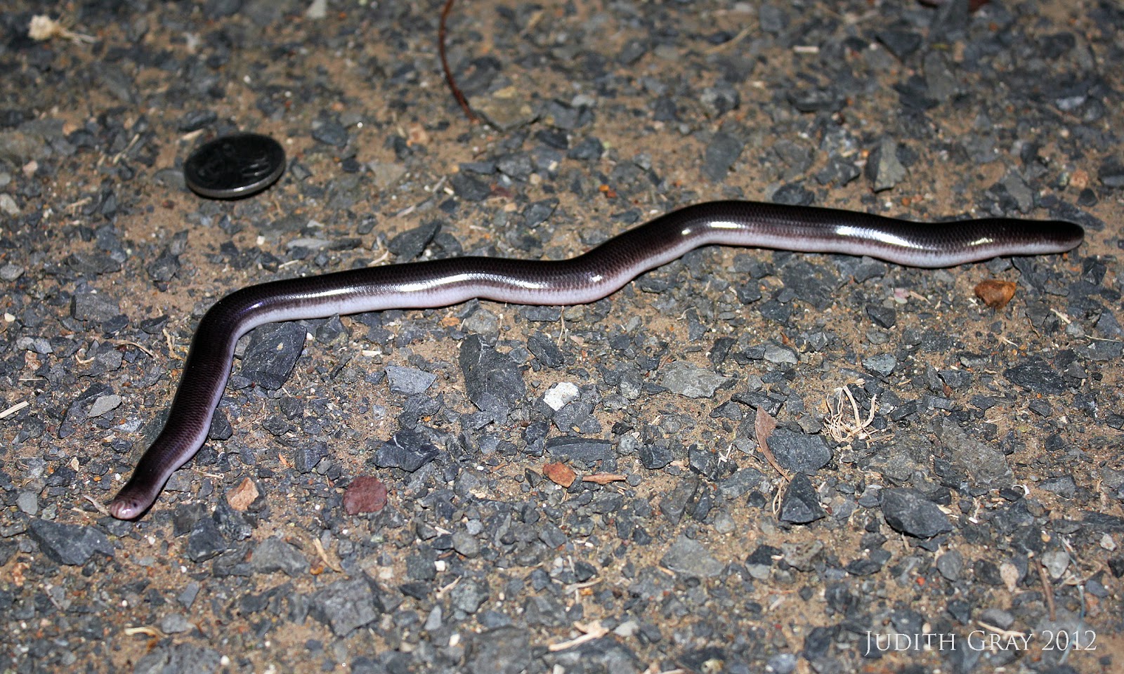 Robust Blind Snake (Ramphotyphlops ligatus) 14/12/12