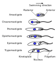 TRYPANOSOMES: FEATURES AND STAGES OF GROWTH