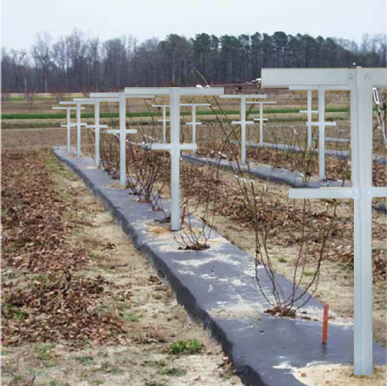 Innovative home gardening ideas!: raspberry stake / raspberry trellis