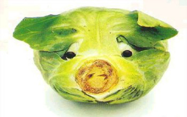 Funny Food Photos | Funny Collection World