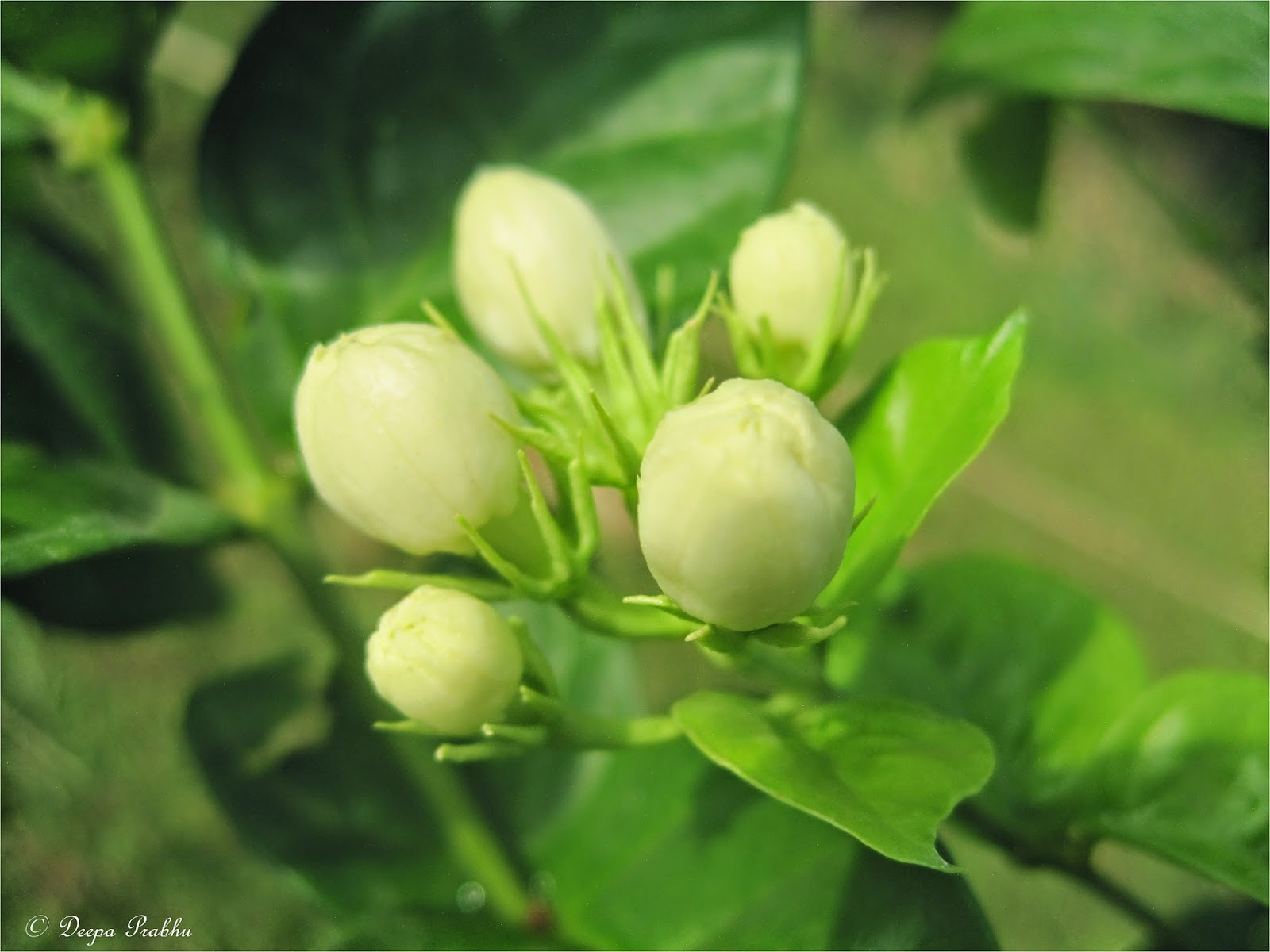 Mogra flower - Random Photography