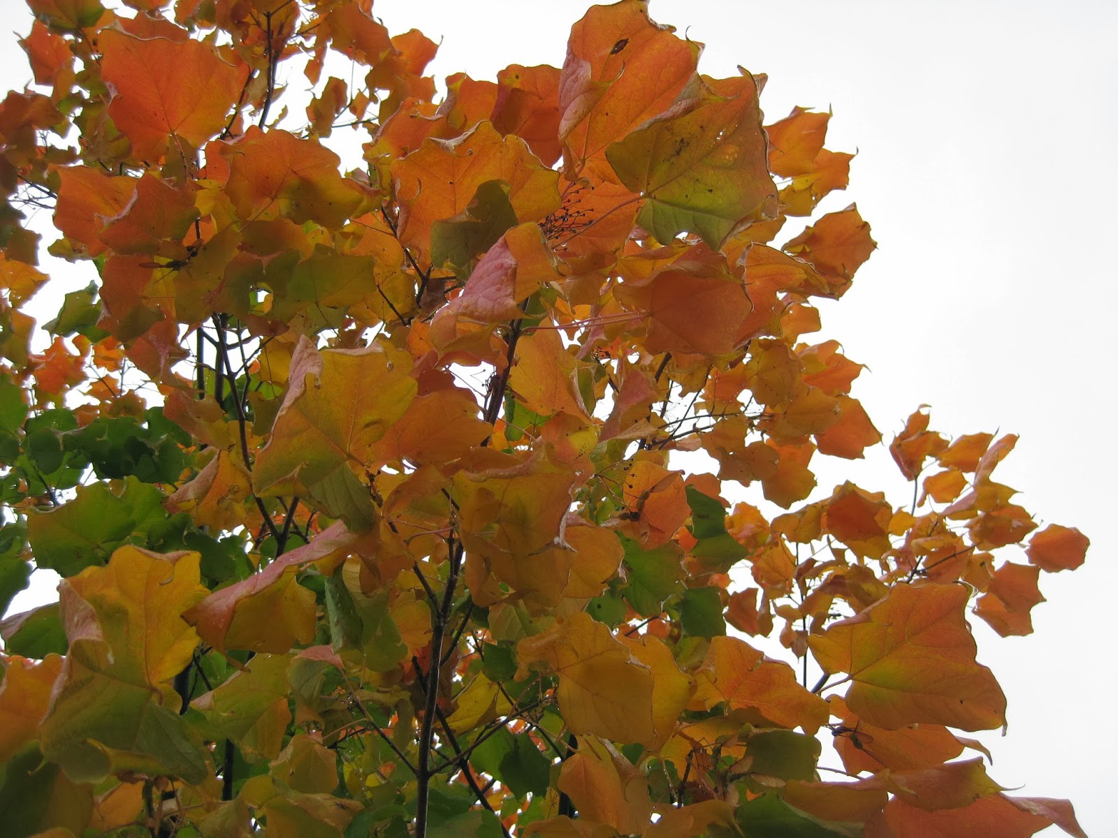 Rotary Botanical Gardens - Hort Blog: "While The Weather Outside Is ...