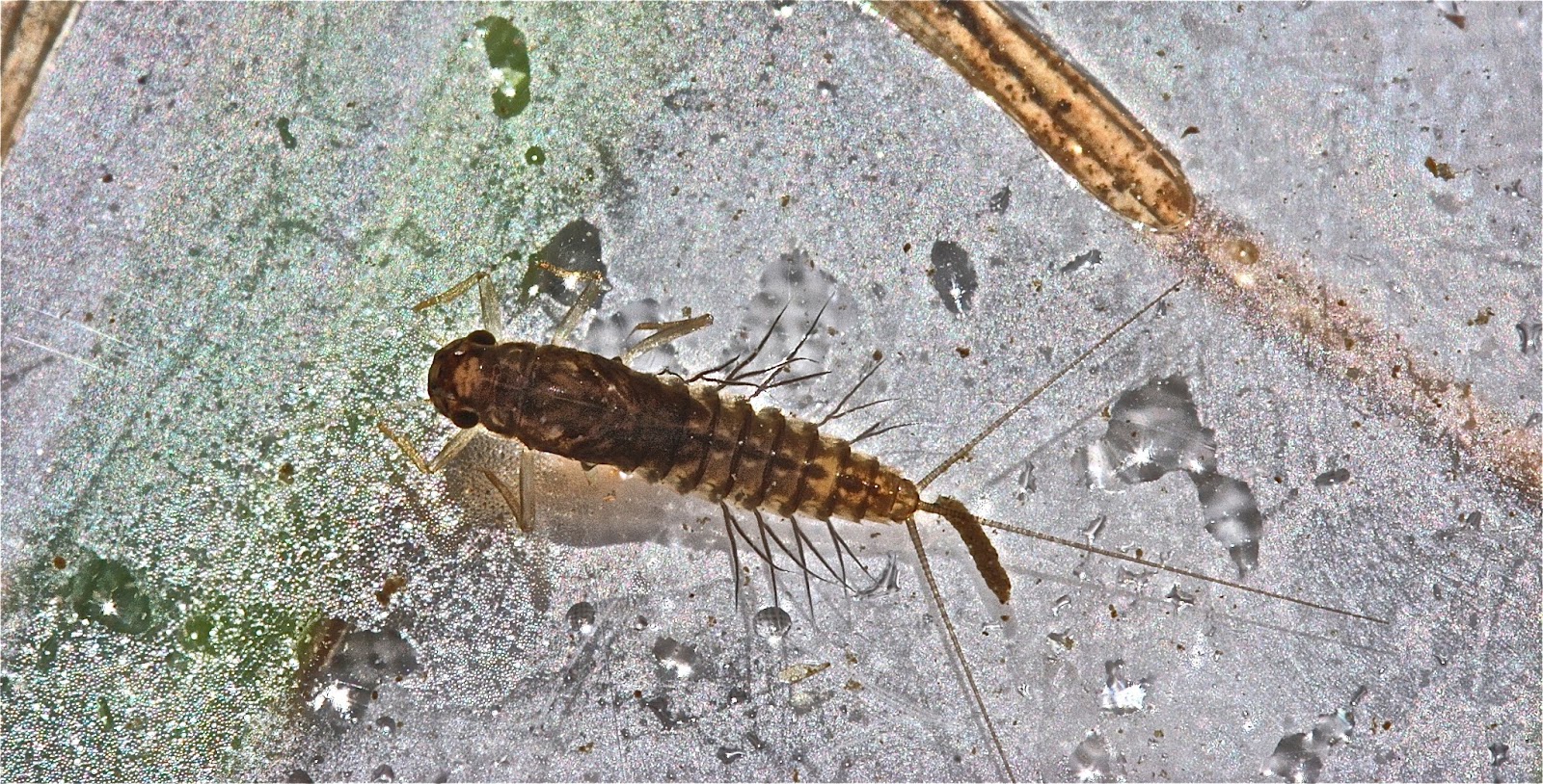 Aquatic Insects of Central Virginia: A "Cheat Sheet" for pronggilled ...