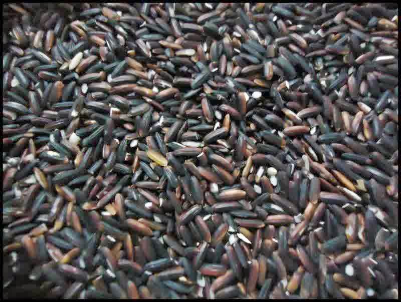 BERAS HITAM BERAS MAKANAN RAJA-RAJA DAN BANGSAWAN - SAUNGTANI