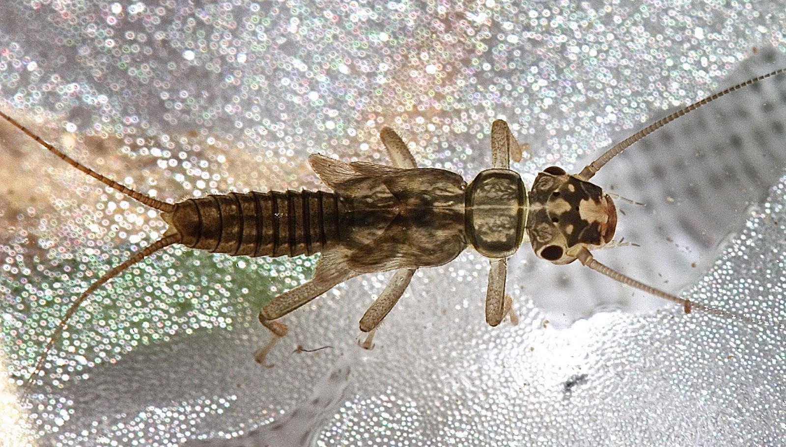Aquatic Insects of Central Virginia: A spring day on two small streams ...