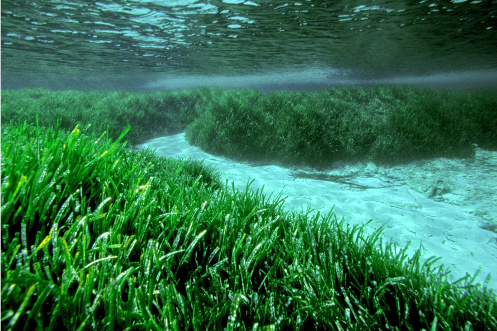 Peces y plantas ornamentales: Posidonia oceanica - Posidonia