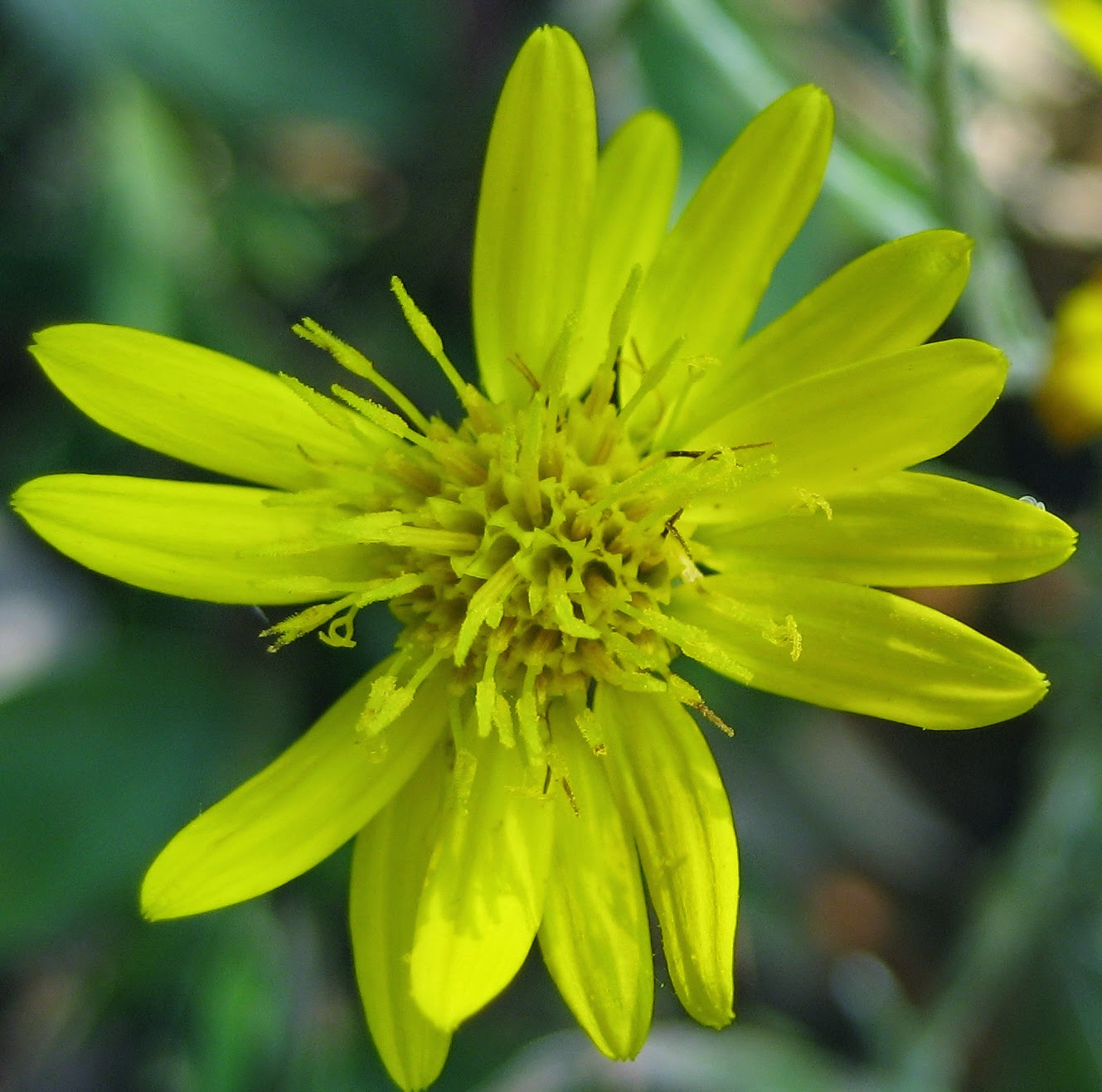 Discovering His Creation: Narrowleaf Silkgrass - Grassleaf Golden Aster ...