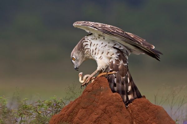 Jenis-Jenis Elang di Indonesia Bagian 2 - EDUBIO