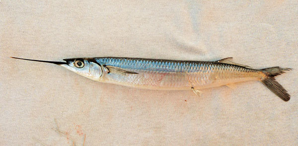 Halfbeak - Fishes