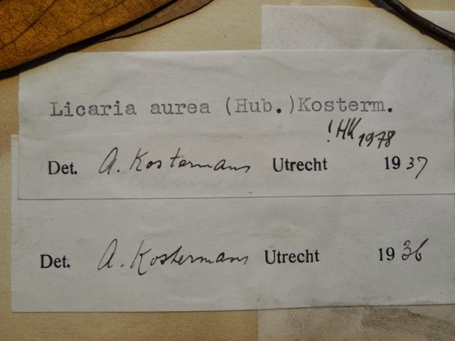 Jacques Huber and the Amazonian Botany: Plant collections