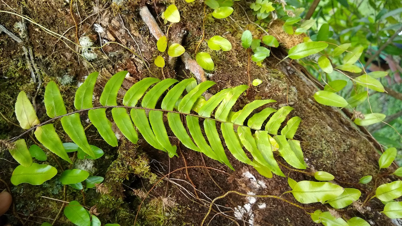 Monilophyte and lycophyte hike
