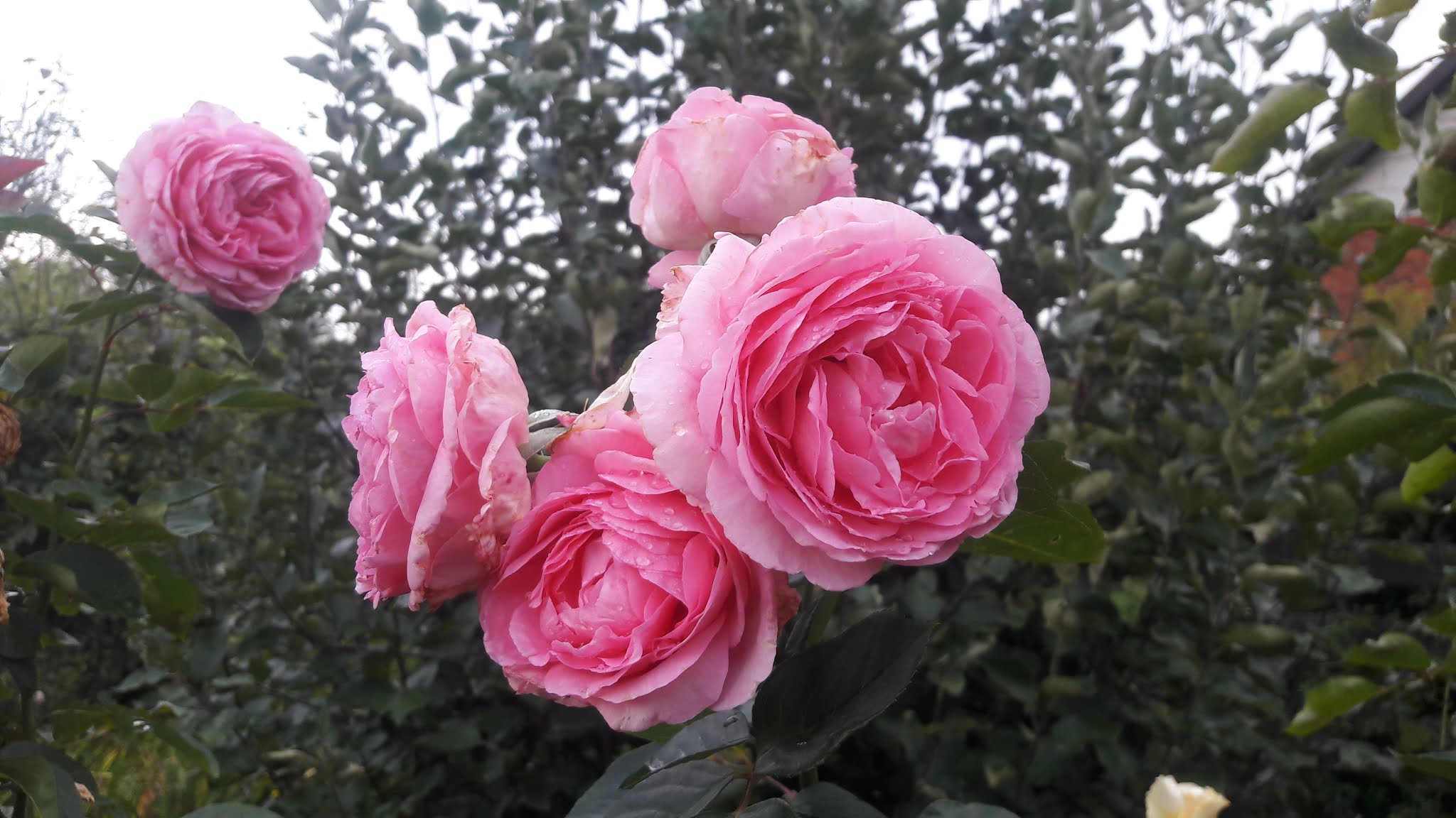 Ranczo Elma: Róża (Rosa) Ghita Renaissance