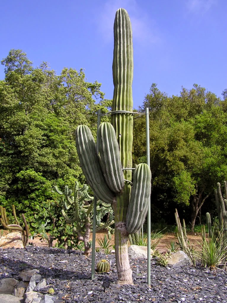 Cacto Elefante - Pachycereus pringlei