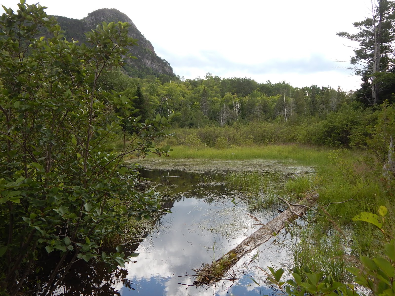 EvanHikes: An Overlooked Summit: Black Cat Mountain