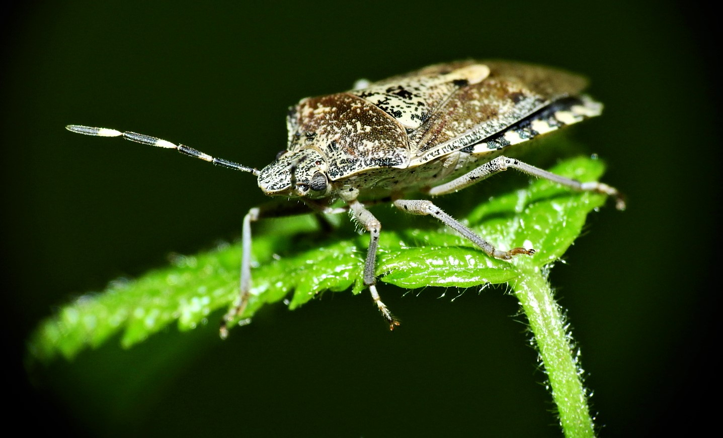 El Saúco - Industrias y andanzas de un naturalista ibérico: Tres ...