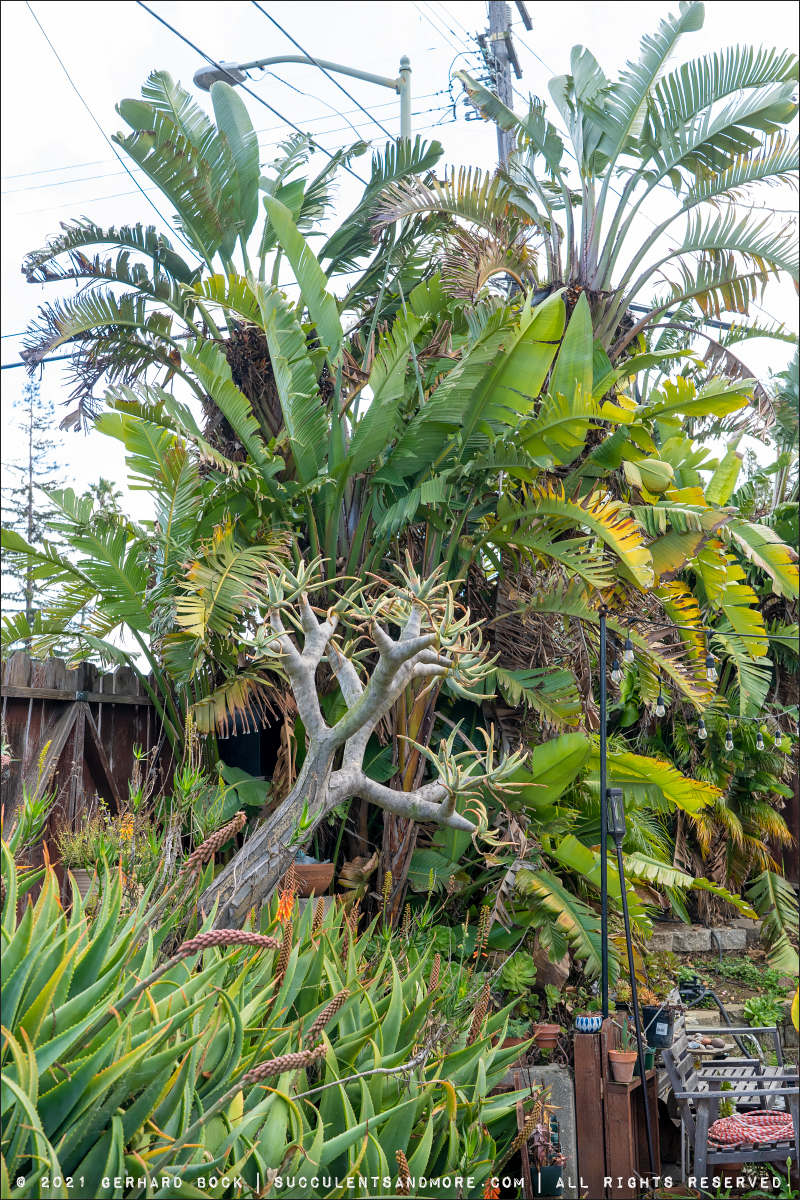 John Miller's fabulous aloe garden (January 2021)