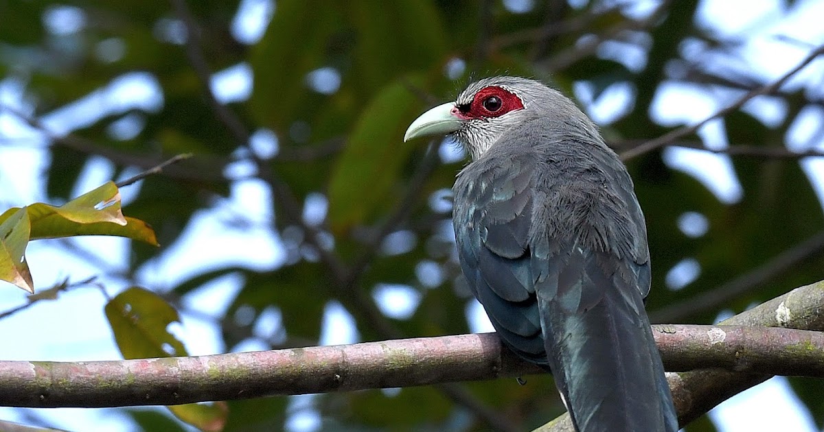 The Life Journey in Photography: Chestnut-bellied Malkoha @ Taman Rimba ...