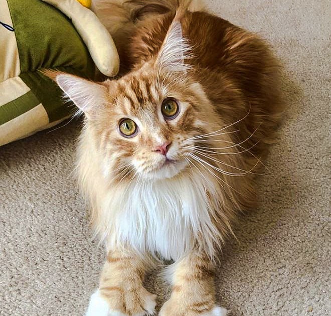 Your Maine Coon Guide